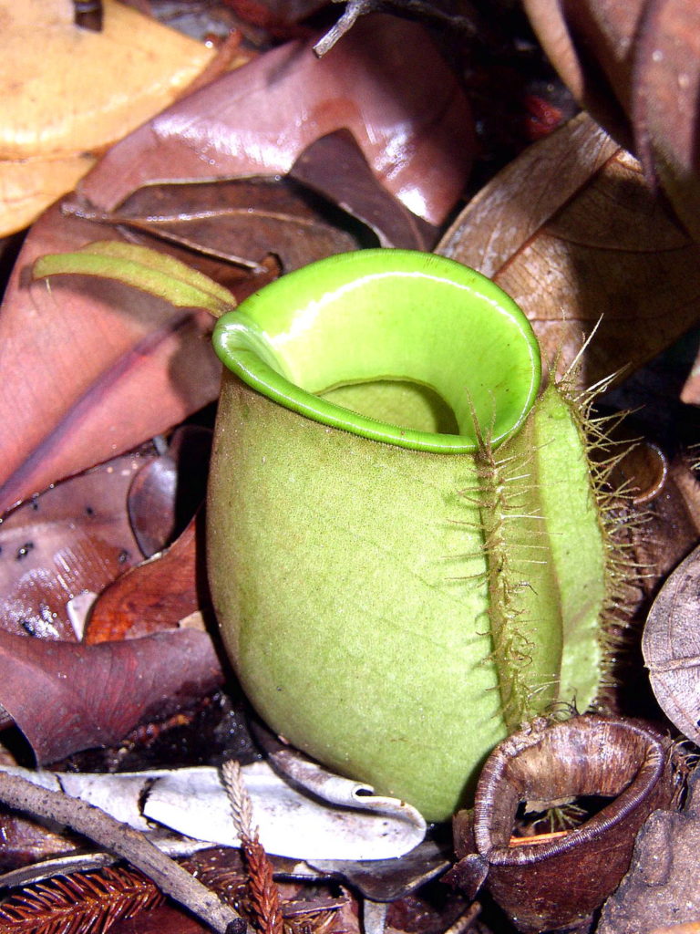 KUMPULAN GAMBAR BUNGA KANTONG SEMAR | Harian Nusantara